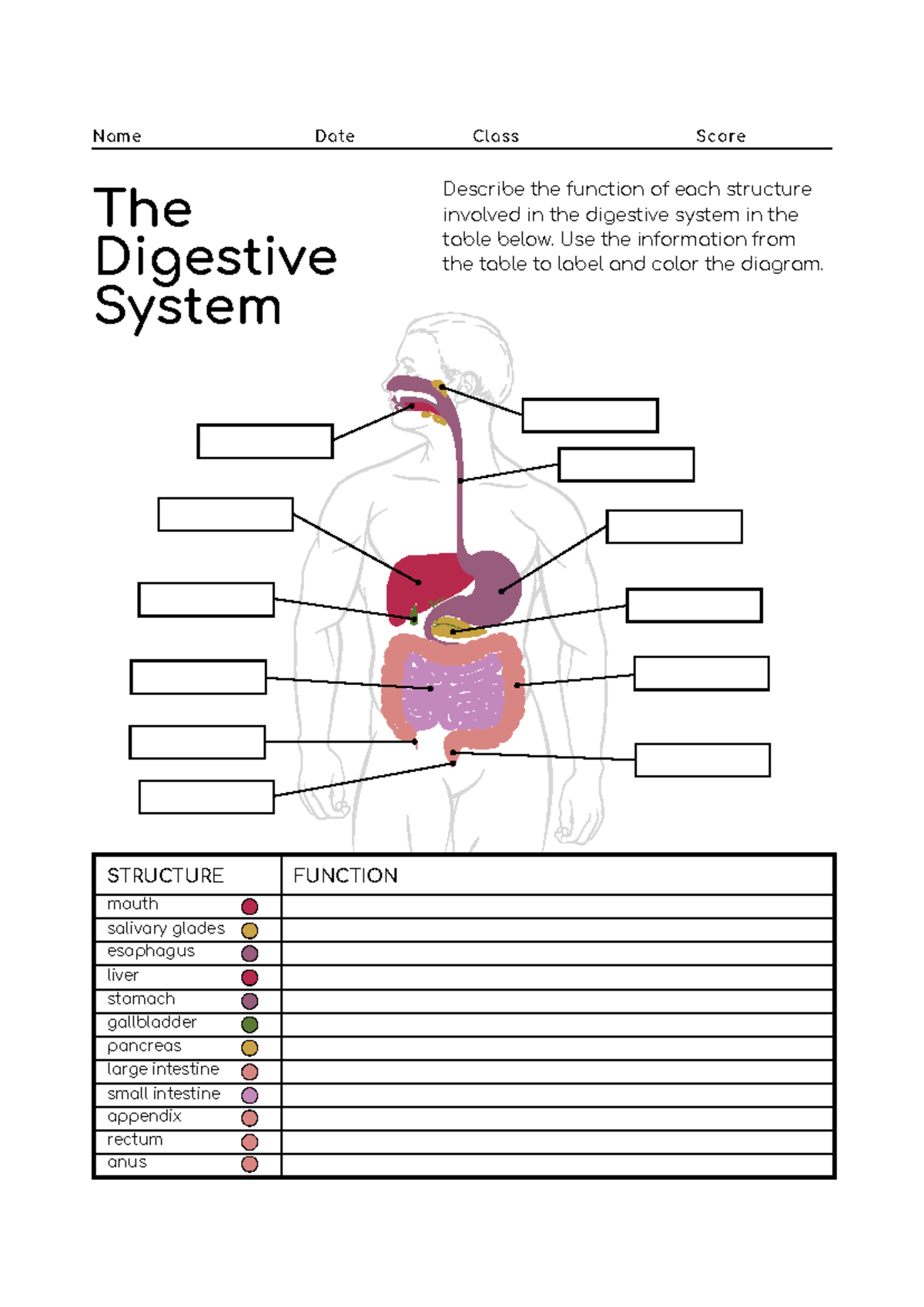 Digestive System Worksheet: Functions & Processes Analysis - Studocu