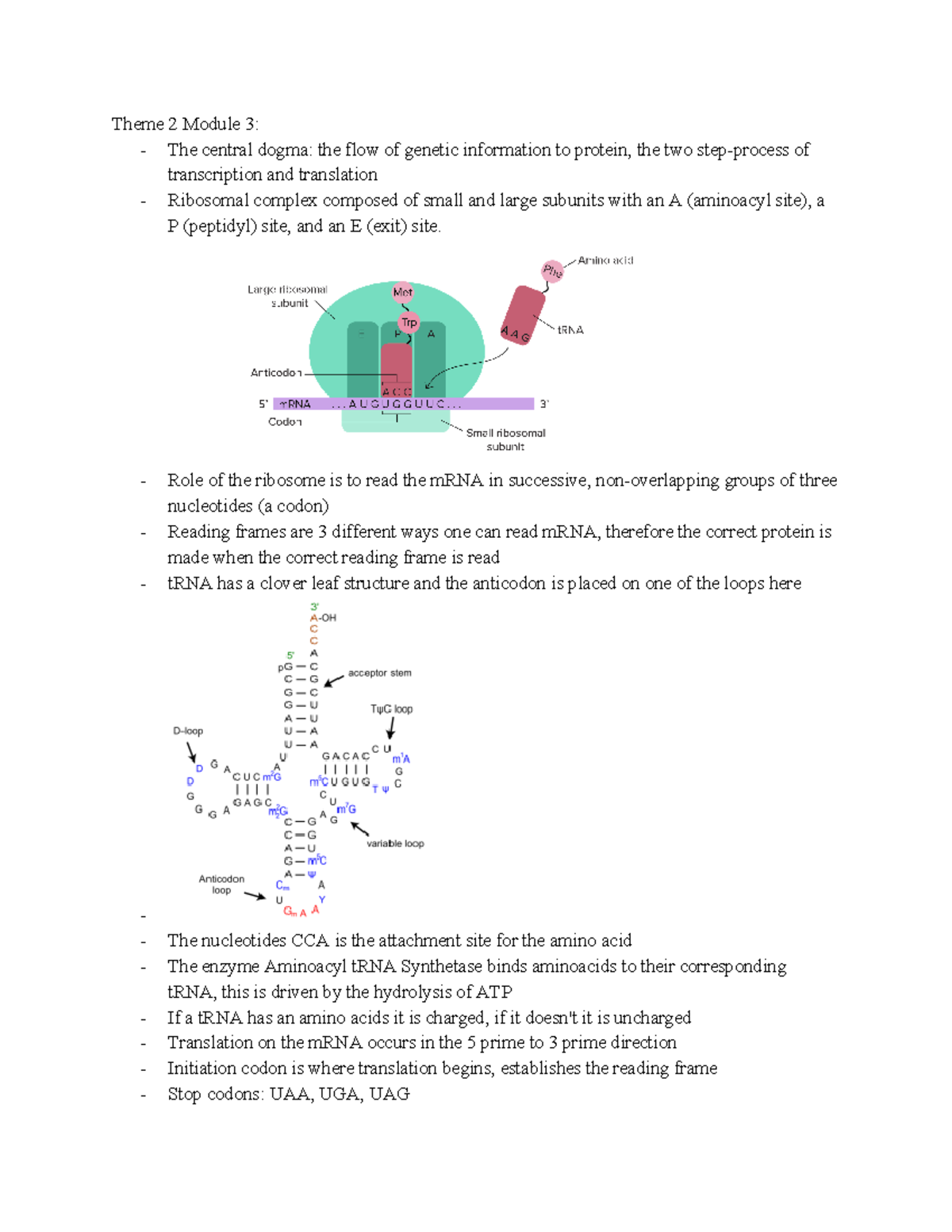 BIO 1A03 Test 2: Molecular Genetics and Protein Synthesis Notes - Studocu