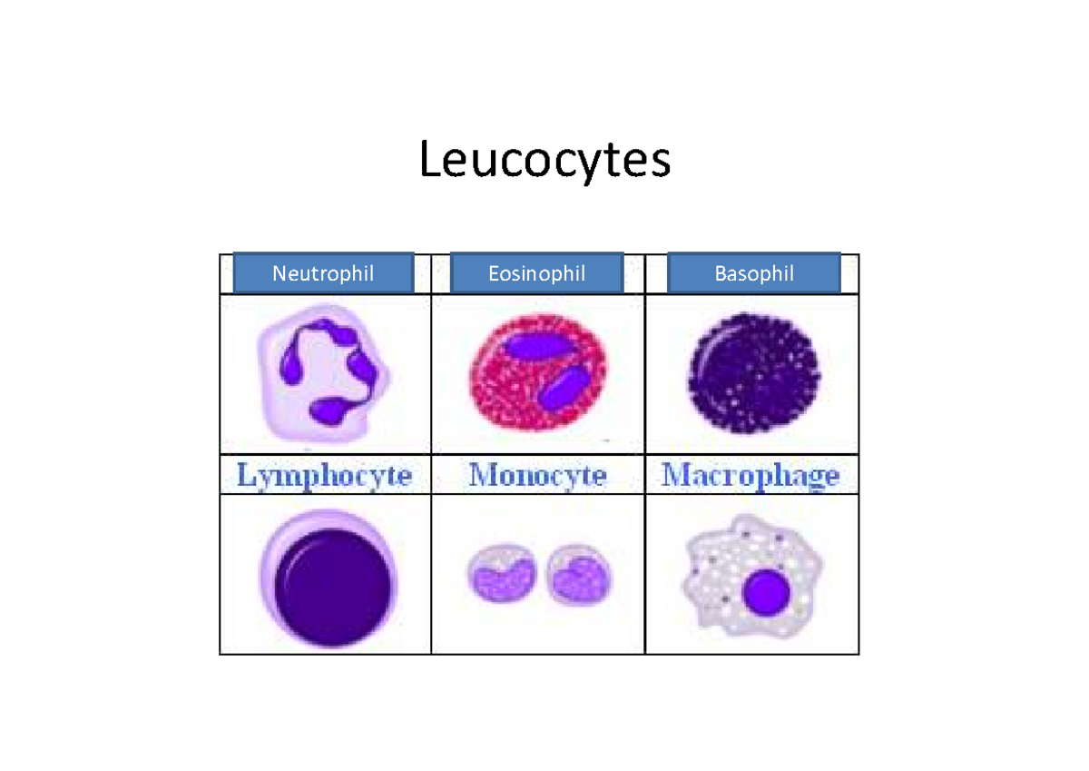 Hematology PPT 3: Detailed Overview of Blood Cell Types and Functions ...