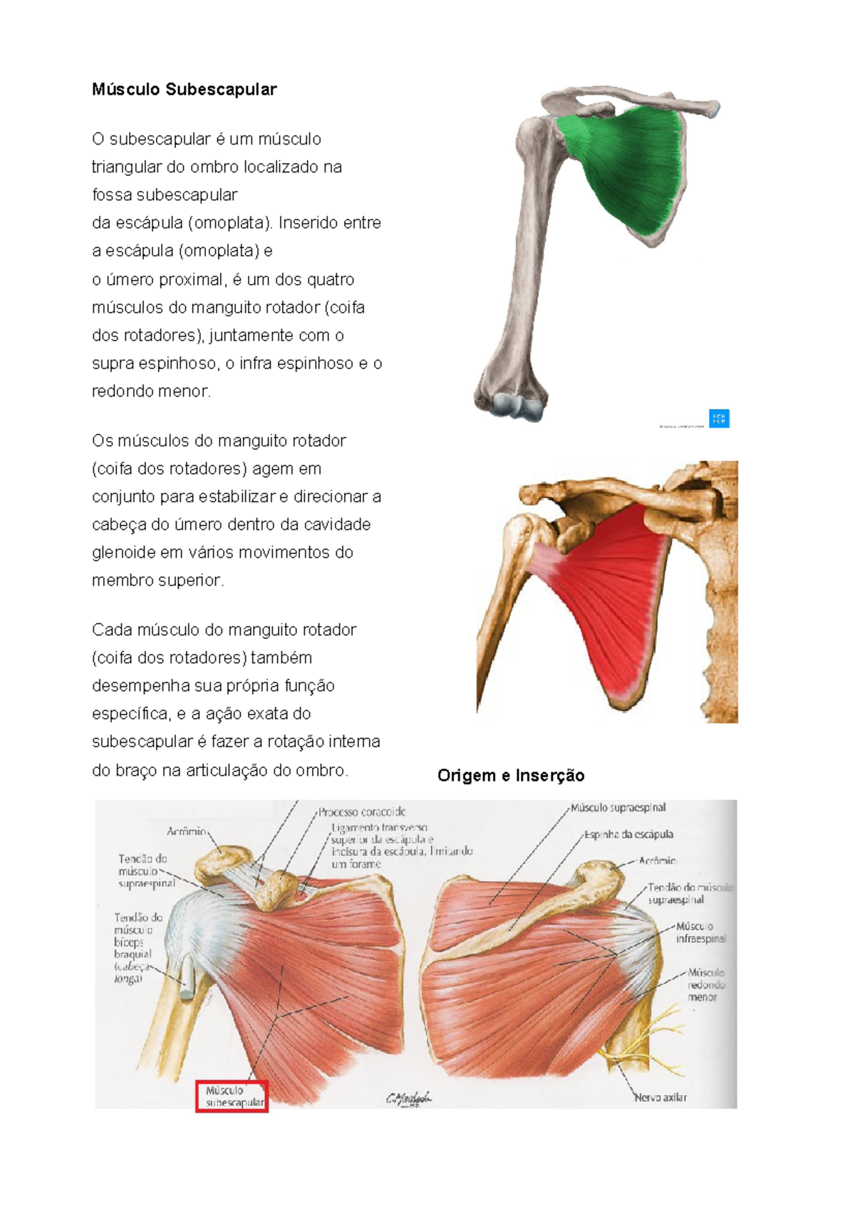 Músculo Subescapular - Mus ul - Músculo Subescapular O subescapular é ...