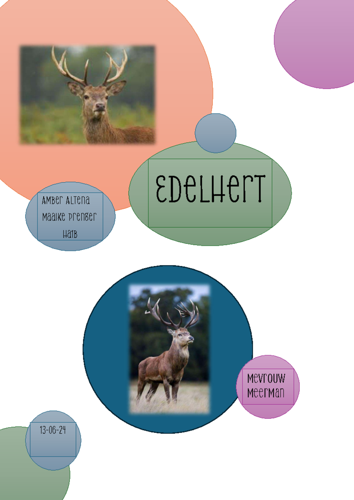 Edelhert Biologie Werkstuk Ha1B: Leven, Voeding en Gedrag - Studeersnel