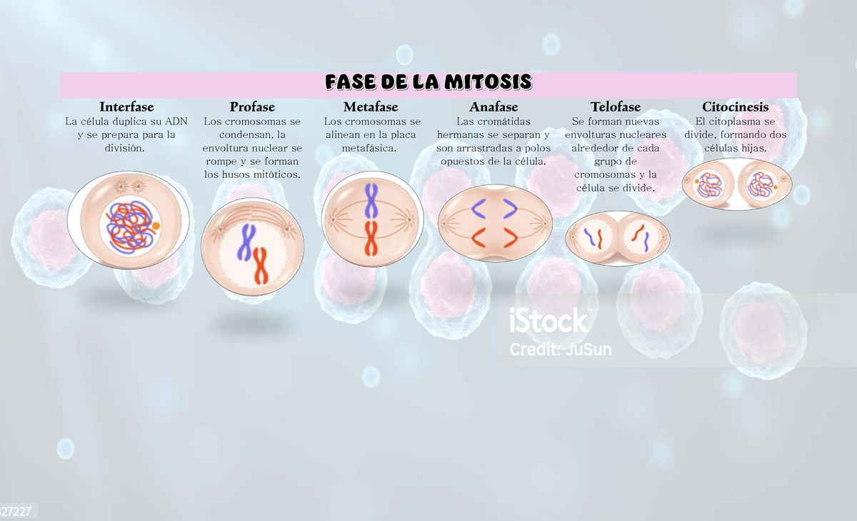 FASE DE LA Mitosis - Interfase Profase Metafase Anafase Telofase ...