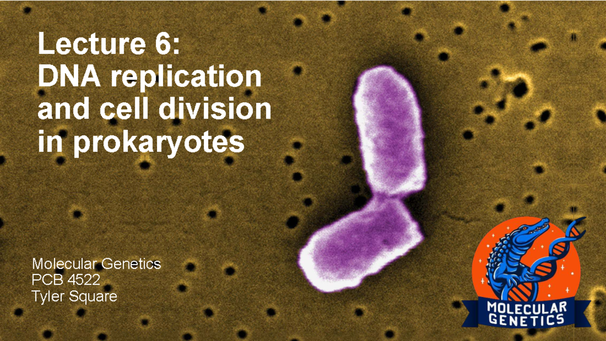 DNA Replication Biochemistry: The Primosome in E. coli (PCB 4522) - Studocu