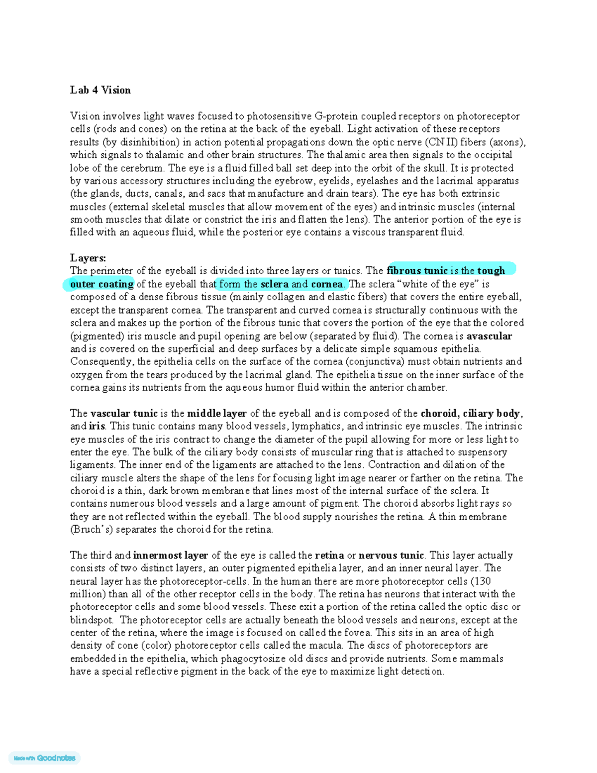 Lab 4: Vision and Eye Anatomy - Coursework Insights - Studocu