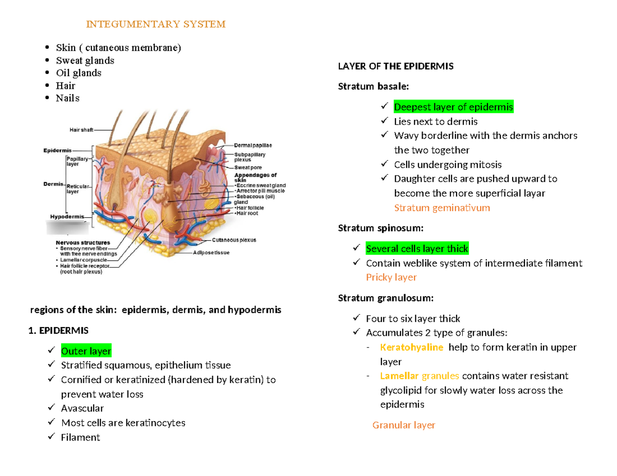 INTEGUMENTARY SYSTEM Review Notes for ANAT 101 - Studocu