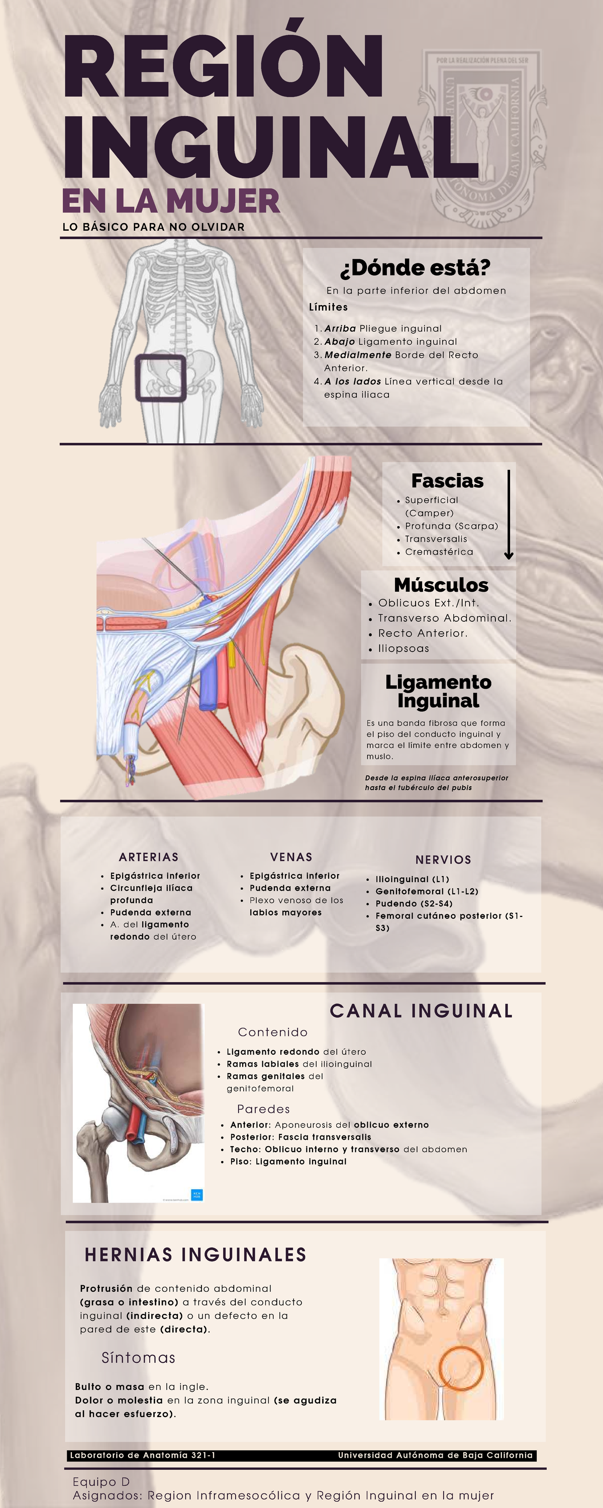 REGIÓN INGUINAL EN LA MUJER: ANATOMÍA Y HERNIA INGUINAL - LAB UABC ...