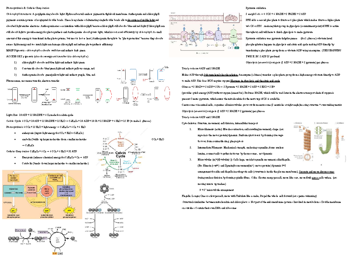 Photosynthesis & Cellular Respiration: Key Concepts and Processes - Studocu