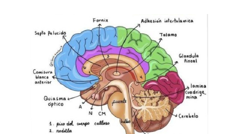 imágenes de las áreas del cerebro - Fornix Adhesion intertalamica ...