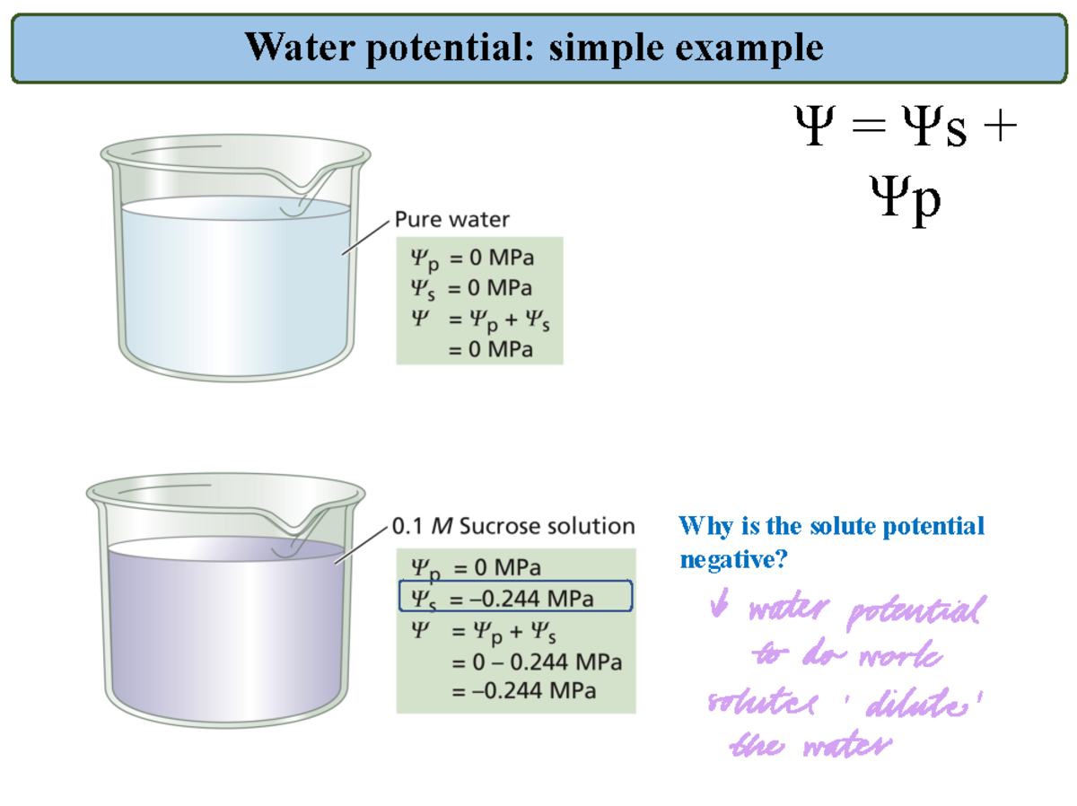 Water Potential Problems 2: Understanding Solute and Pressure Potential ...