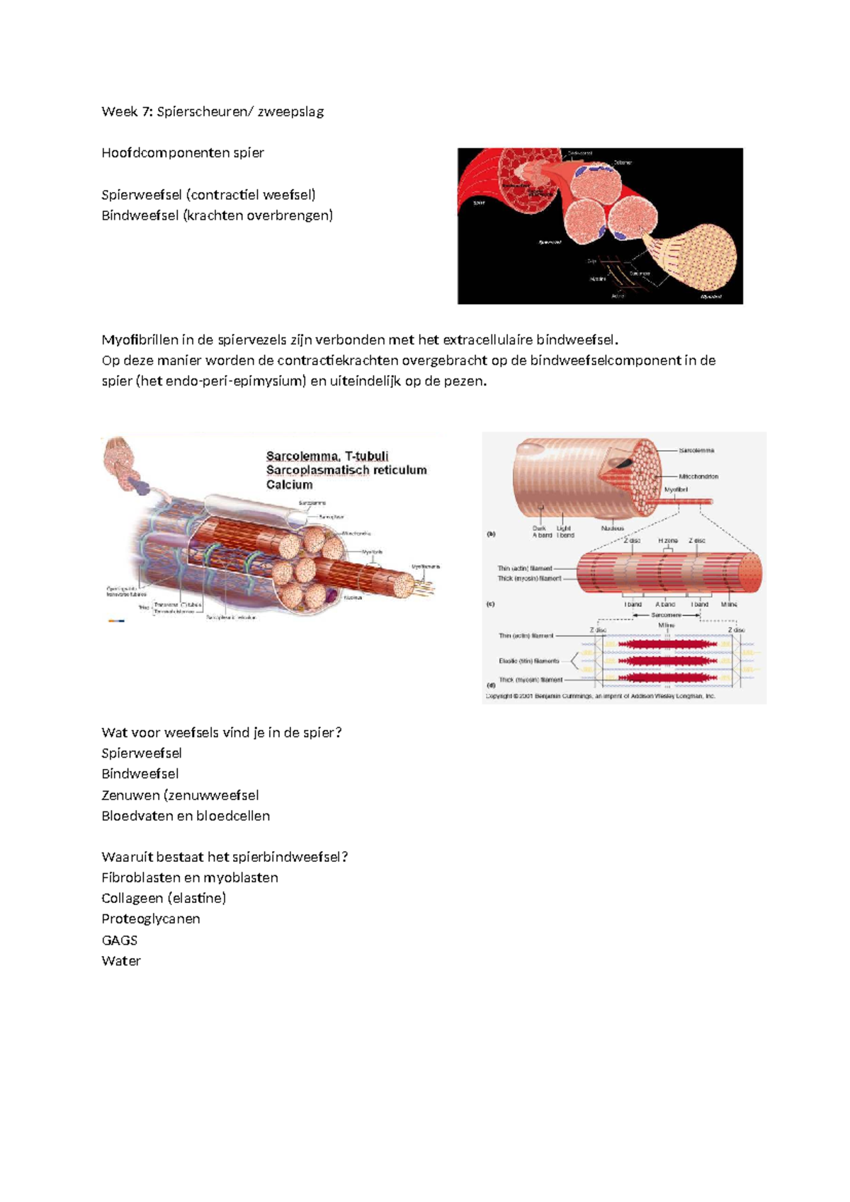 Week 7: Spierscheuren en Spierweefsel Adaptatie en Therapie - Studeersnel