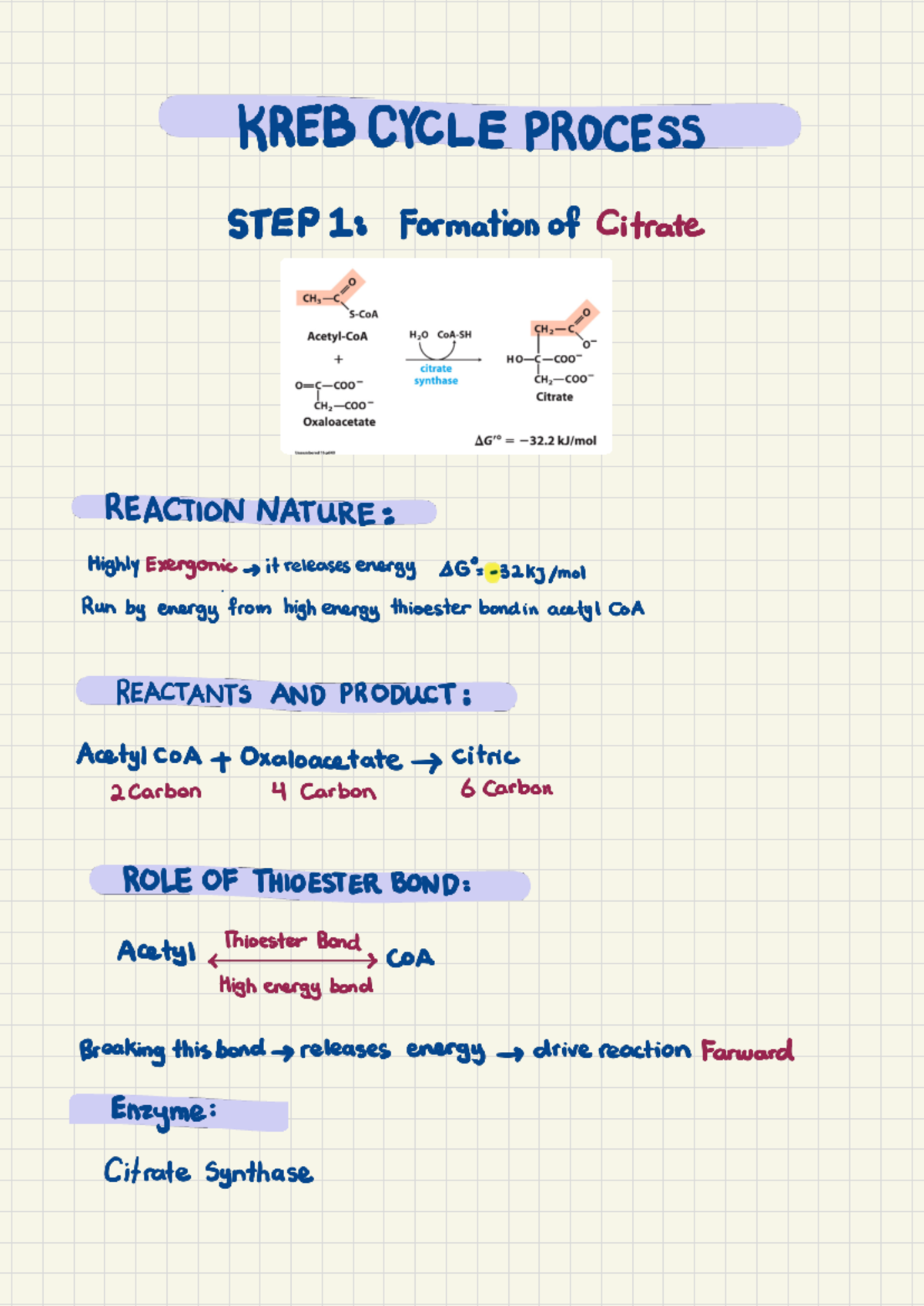 Kerb Cycle Process - Extra notes for studying - KREB CYCLE PROCESS STEP ...