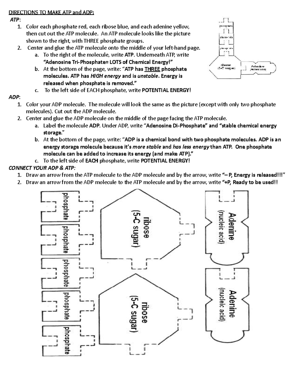 ATP & ADP Cut n Paste: Understanding Energy Molecules - Studocu