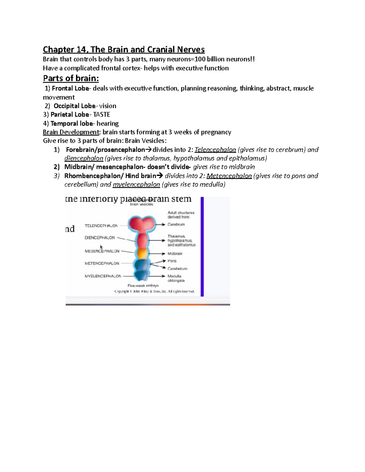 A&P Ch 14: The Brain - Lecture & Lab Notes - Studocu