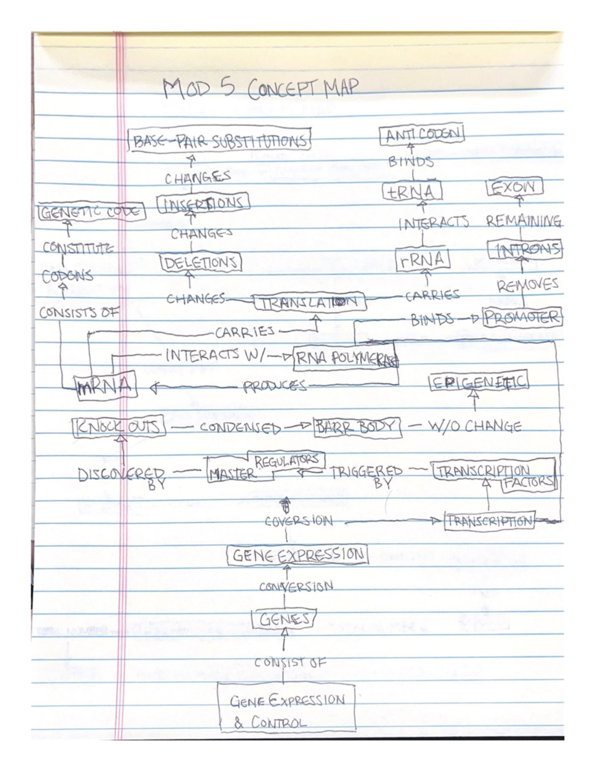 MOD 5 Concept Map: Gene Expression and Translation Mechanisms - Studocu