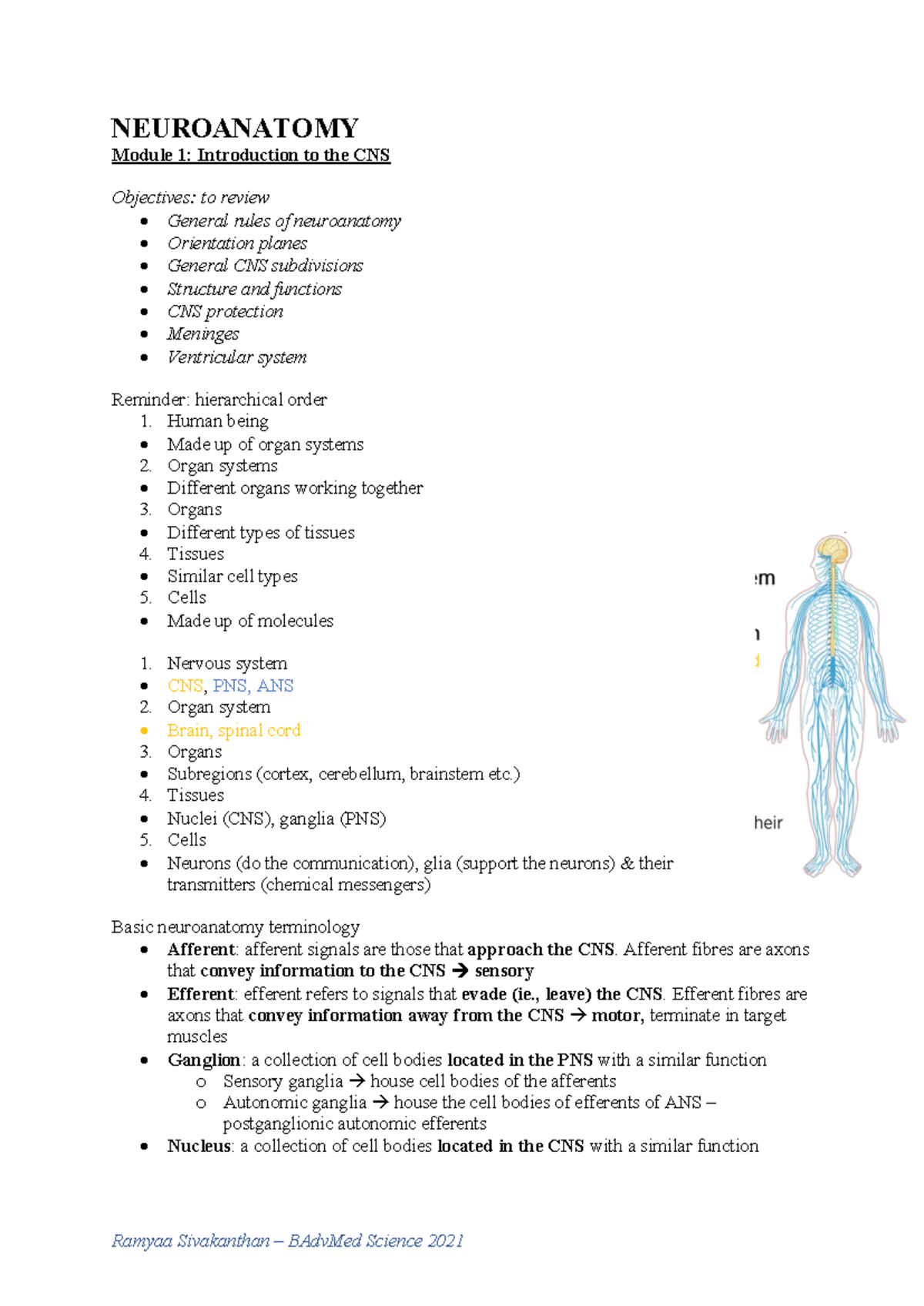 NEURO 101: Comprehensive Neuroanatomy Notes Overview - Studocu