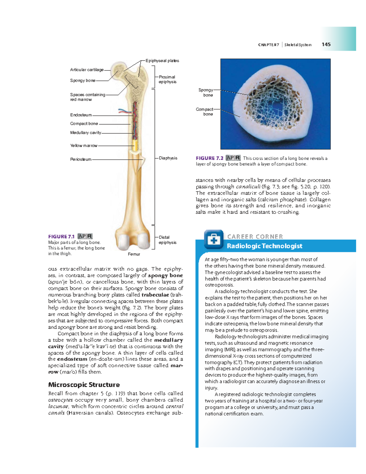 CHAPTER 7 Skeletal System Overview: Development, Functions, and Healing - Studocu