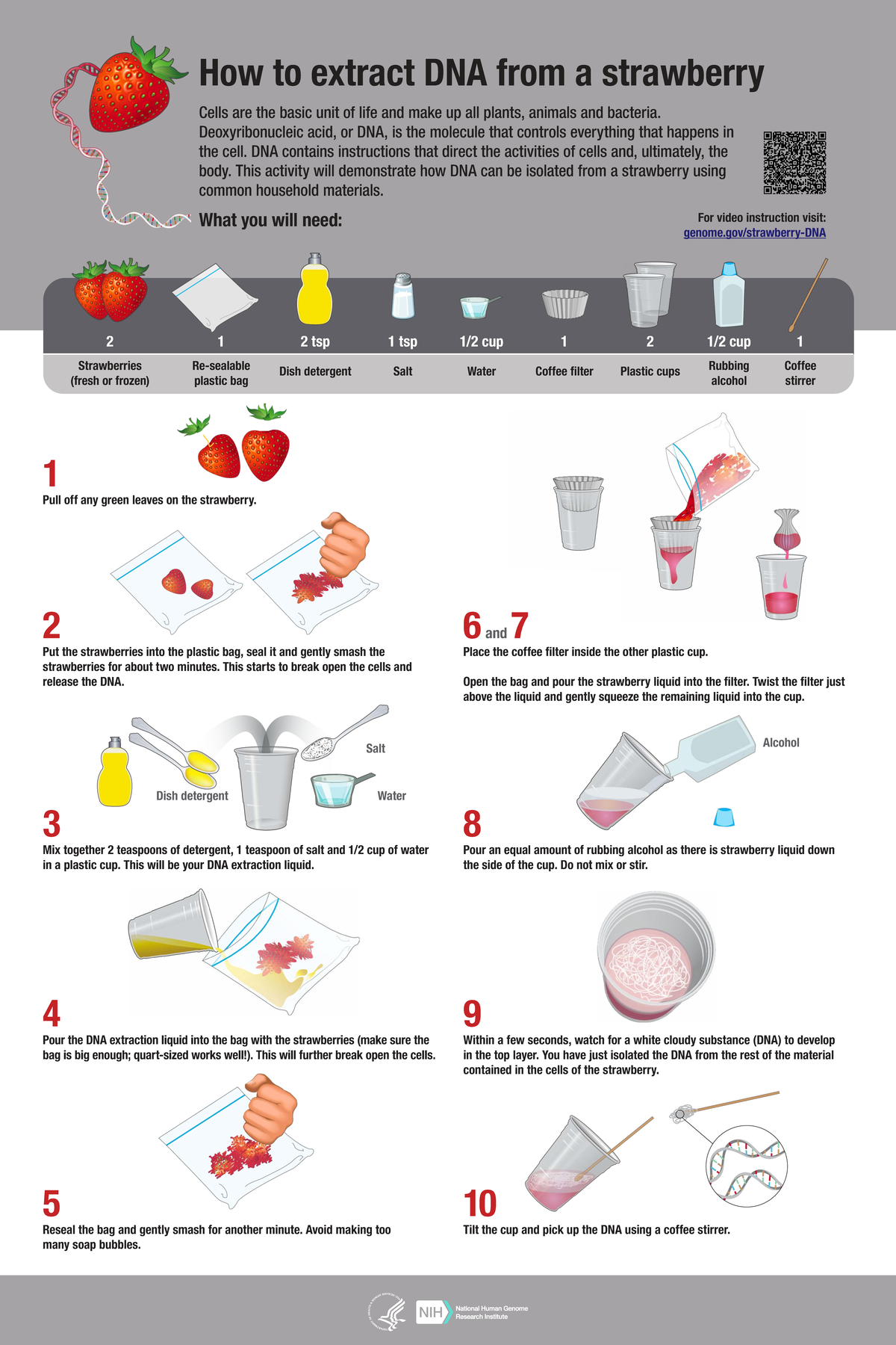 DNA Extraction from Strawberries: A Simple Guide (508) - Studocu
