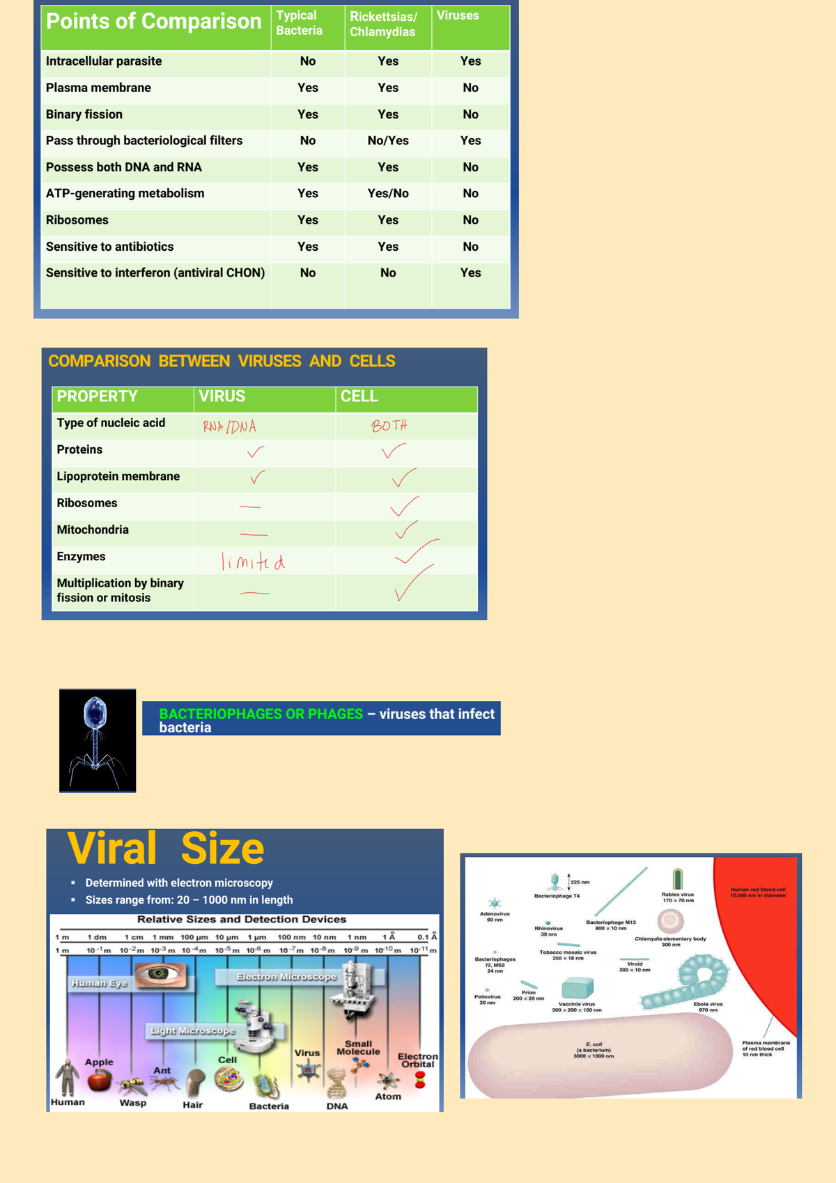 Viiiro - virology - Points of Comparison Typical Viruses Bacteria ...