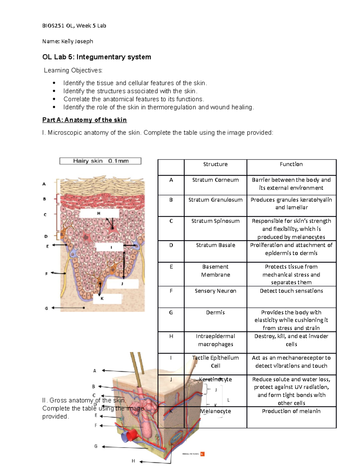 Week 5: Integumentary System Lab Report - Anatomy & Wound Healing - Studocu