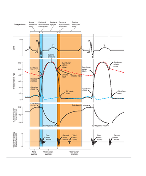 COPD Map - Lecture notes on COPD - Critical Thinking Map What does this ...