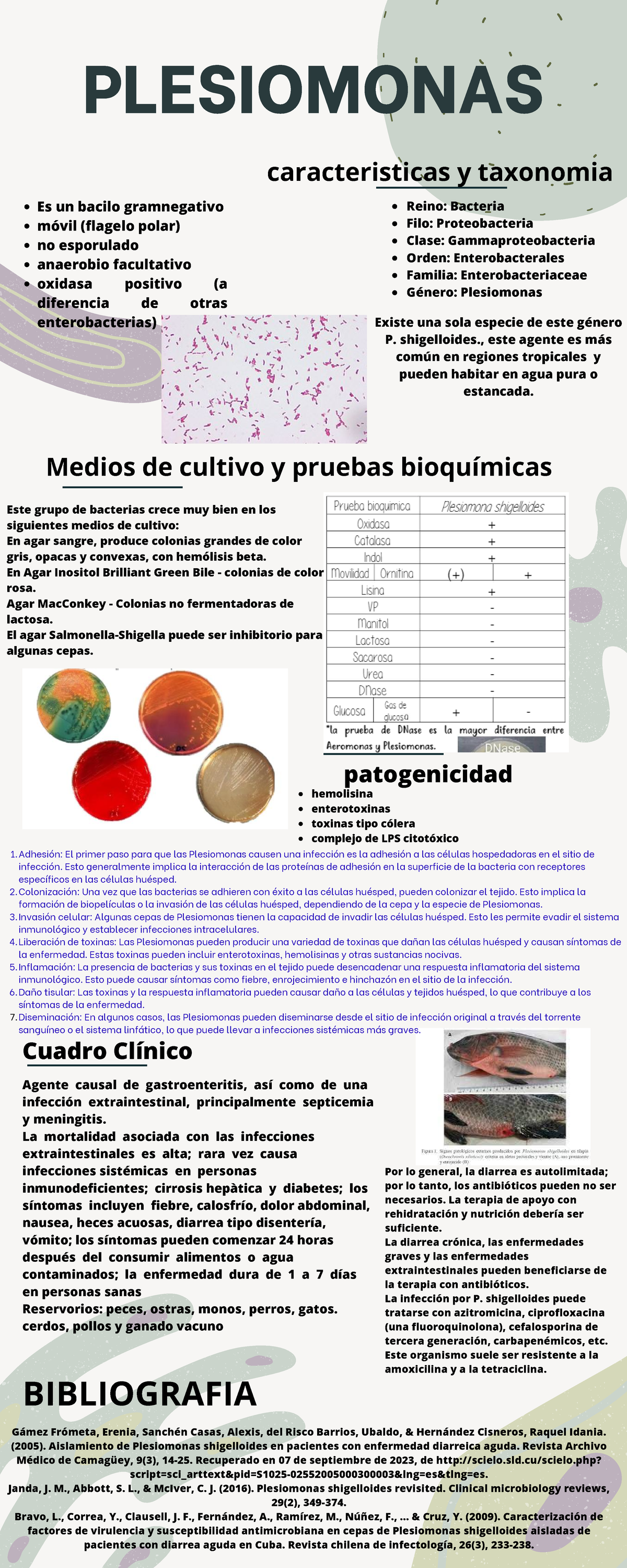 Estudio sobre Plesiomonas y Aeromonas: Características y Patogenicidad ...