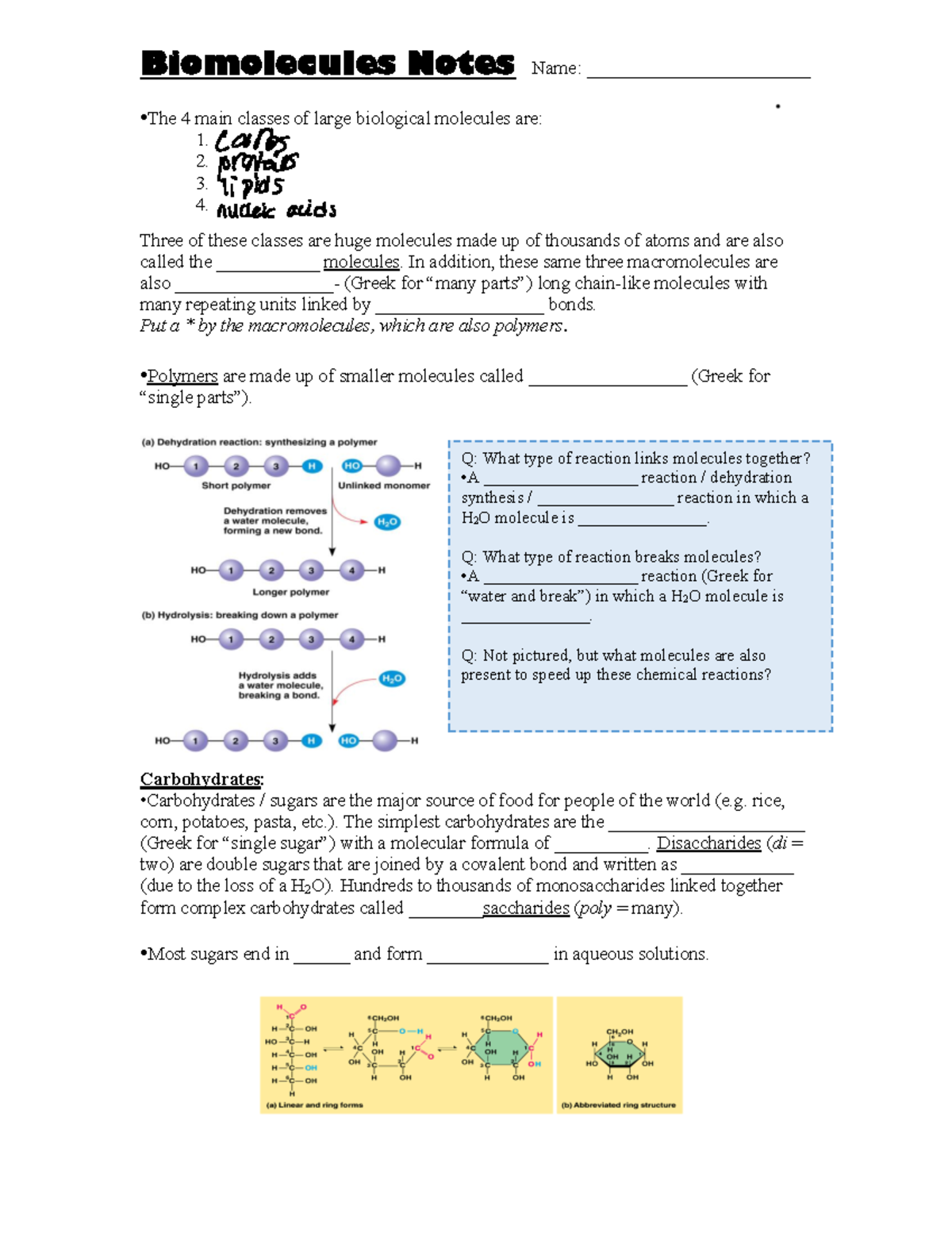Biomolecules Notes - Note on biomelcules for Ap bio - Biomolecules ...