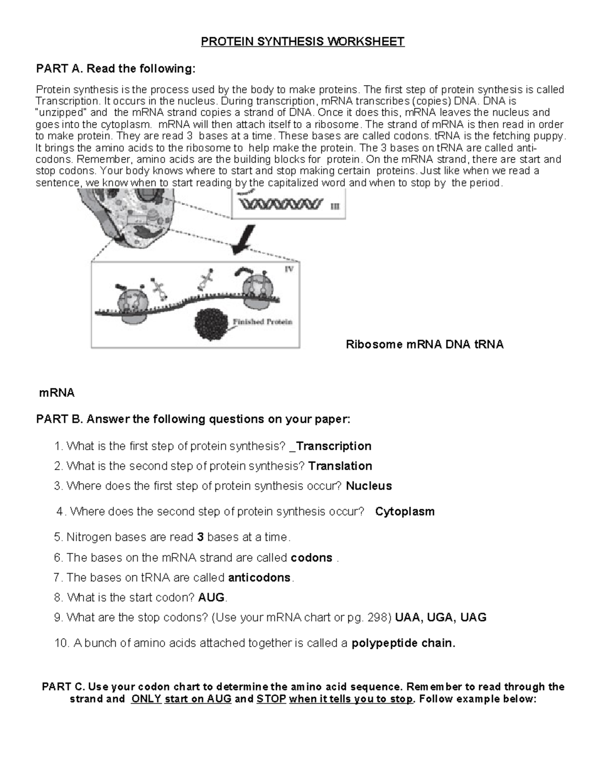 Protein Synthesis Worksheet - PROTEIN SYNTHESIS WORKSHEET PART A. Read ...