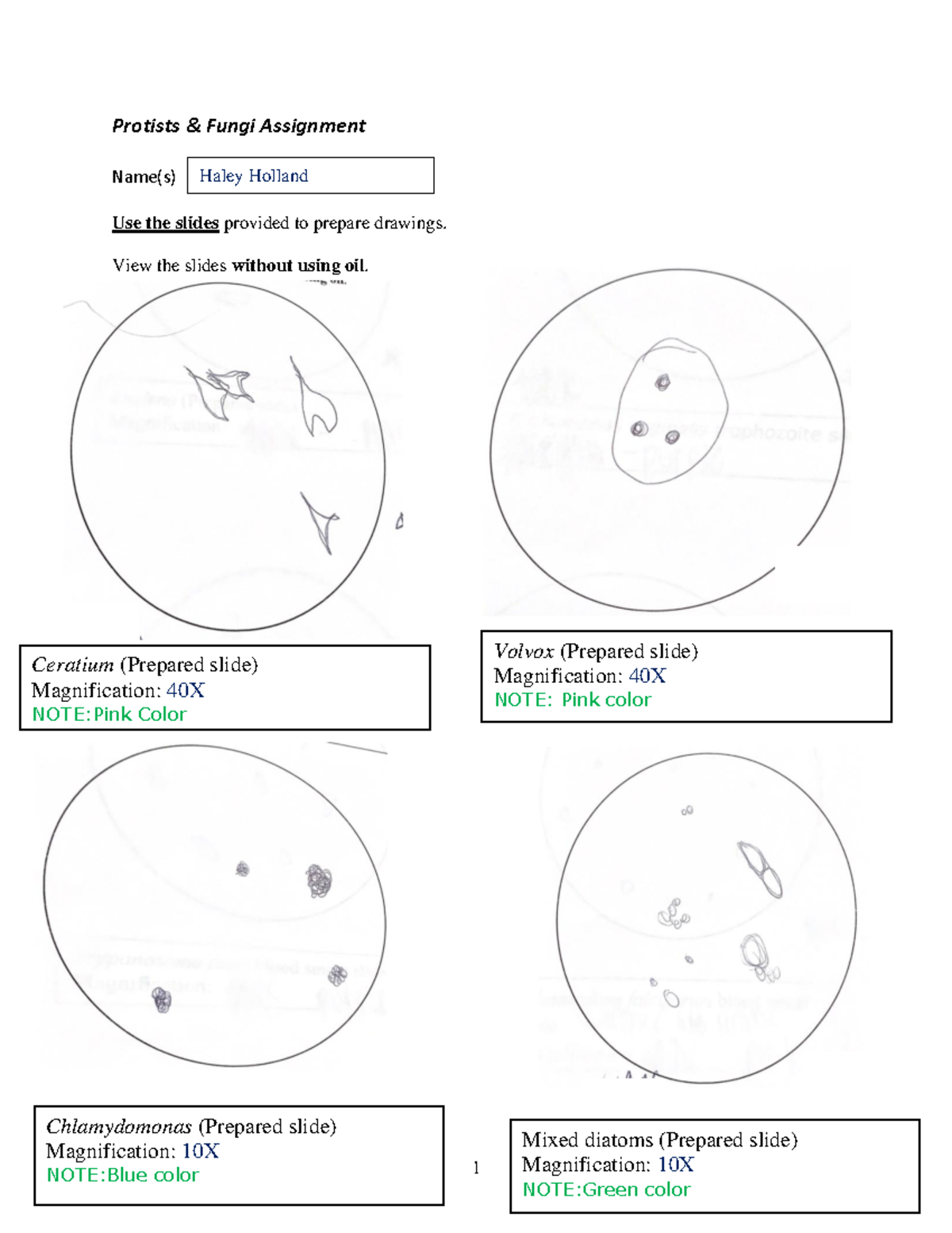 Protists & Fungi Assignment - Detailed Slide Observations and Analysis ...
