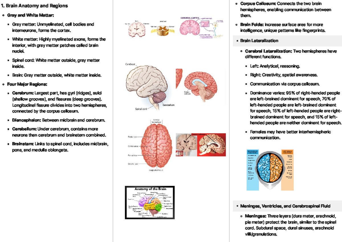 Brain Anatomy Overview: Meninges, Ventricles, and Communication ...