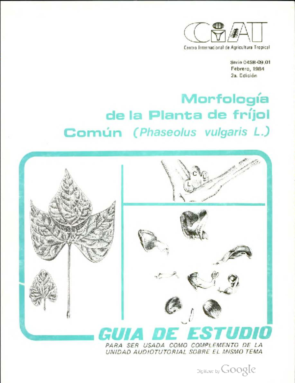 Guía de Estudio: Morfología de la Planta de Frijol Común (Phaseolus ...