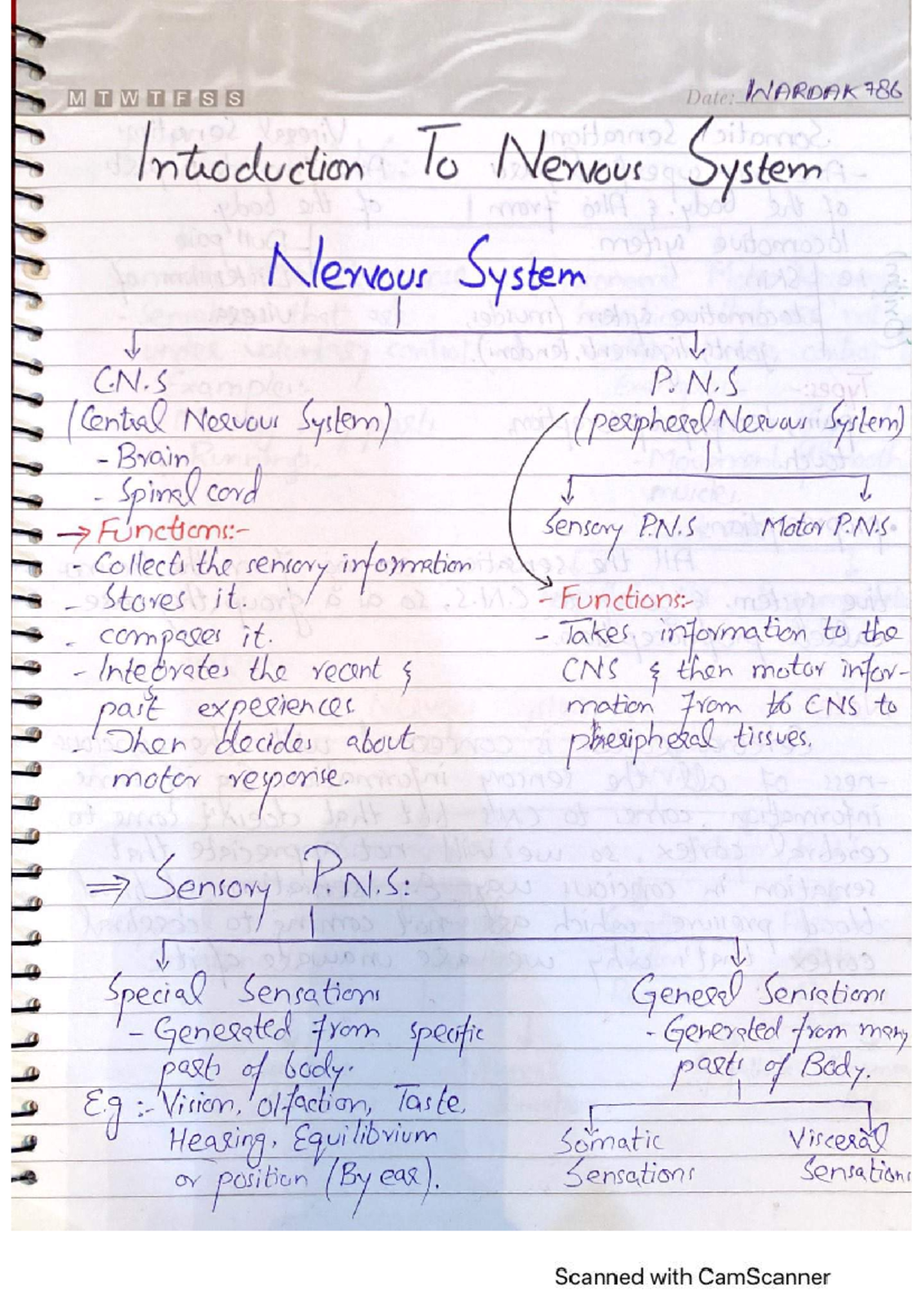 MTWTFSS Nervous System Overview: Key Concepts and Structures - Studocu