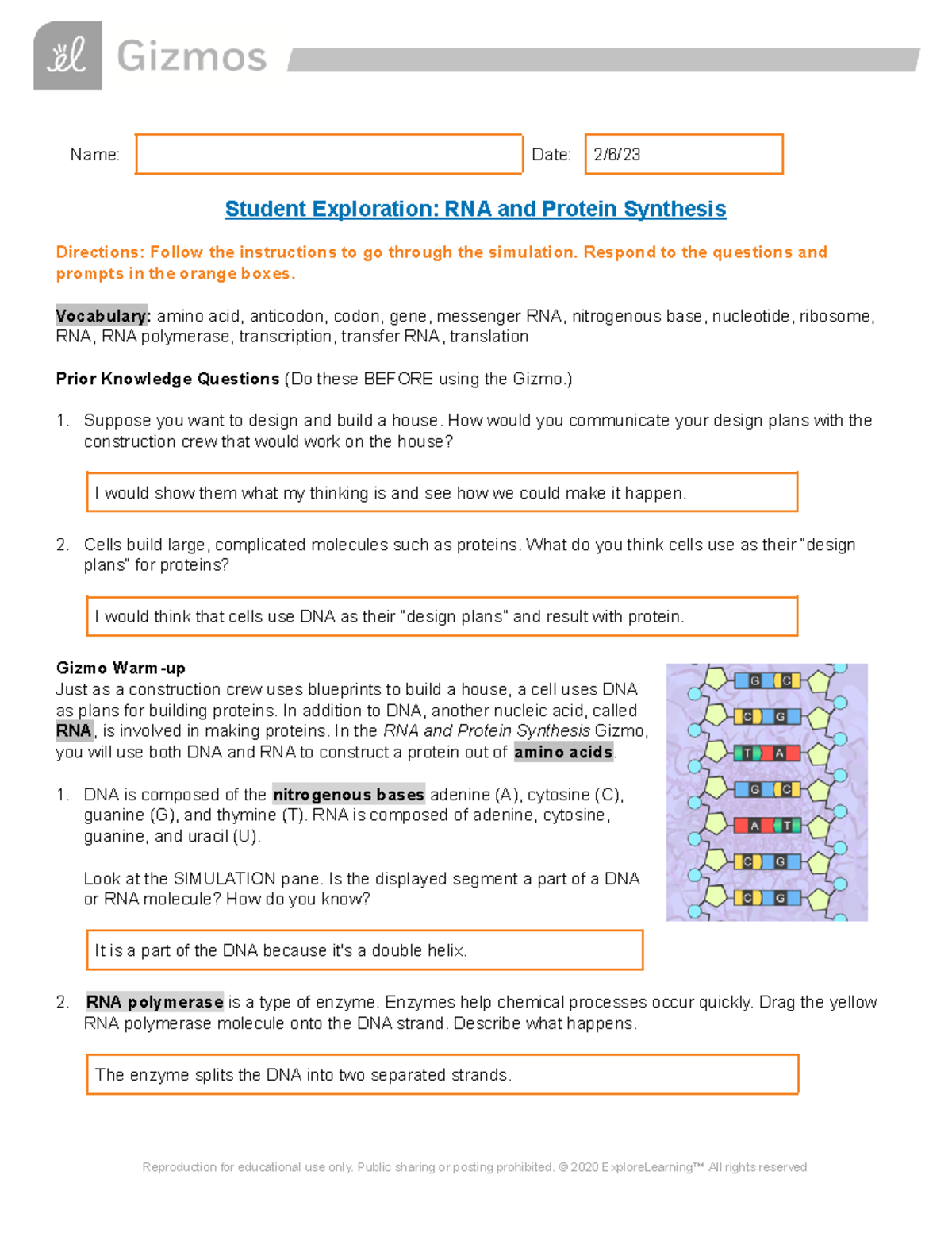 Student Exploration Rna And Protein Synthesis