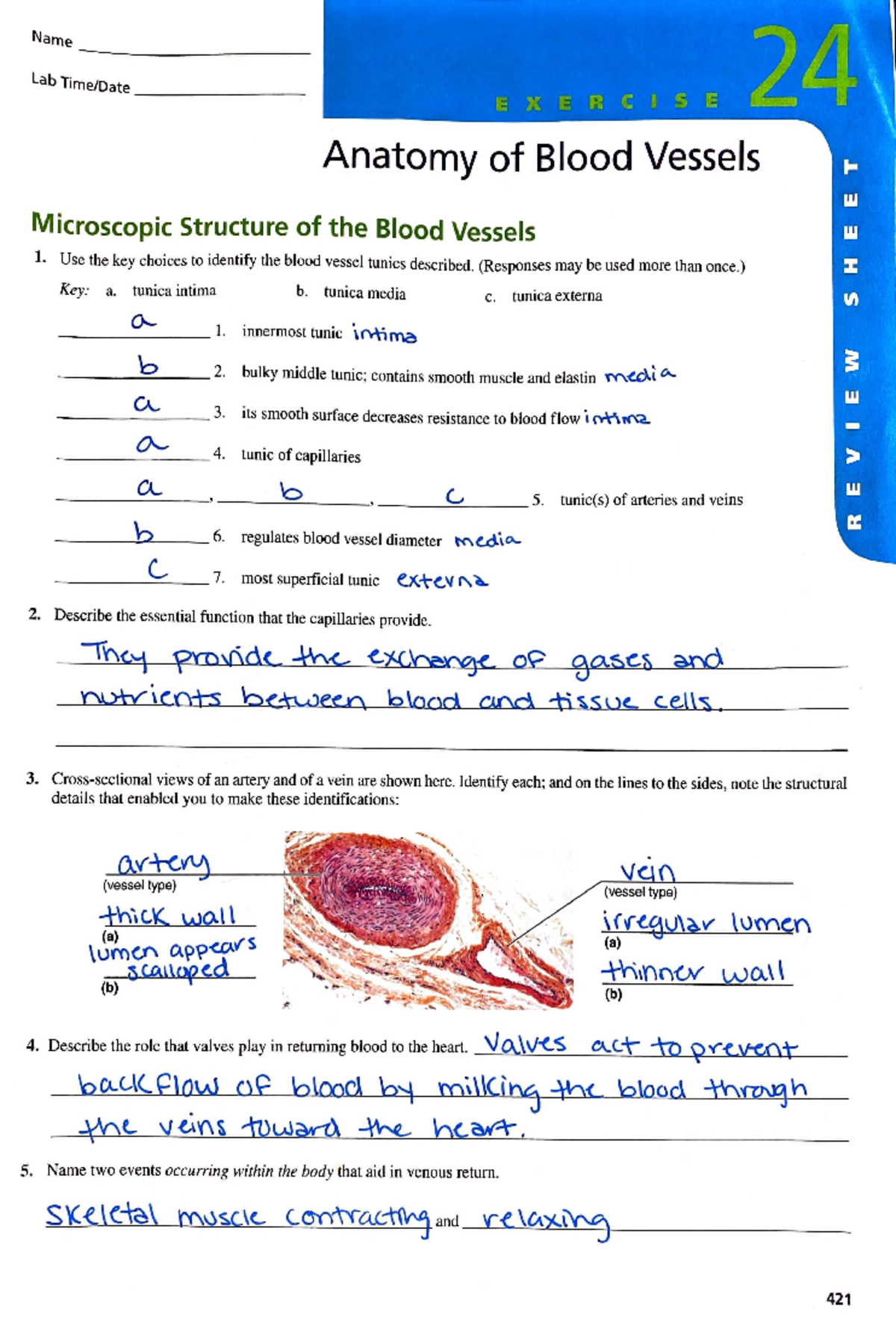 Lab 24 - Detailed Study of Blood Vessel Anatomy with Dr. Peltzer - Studocu