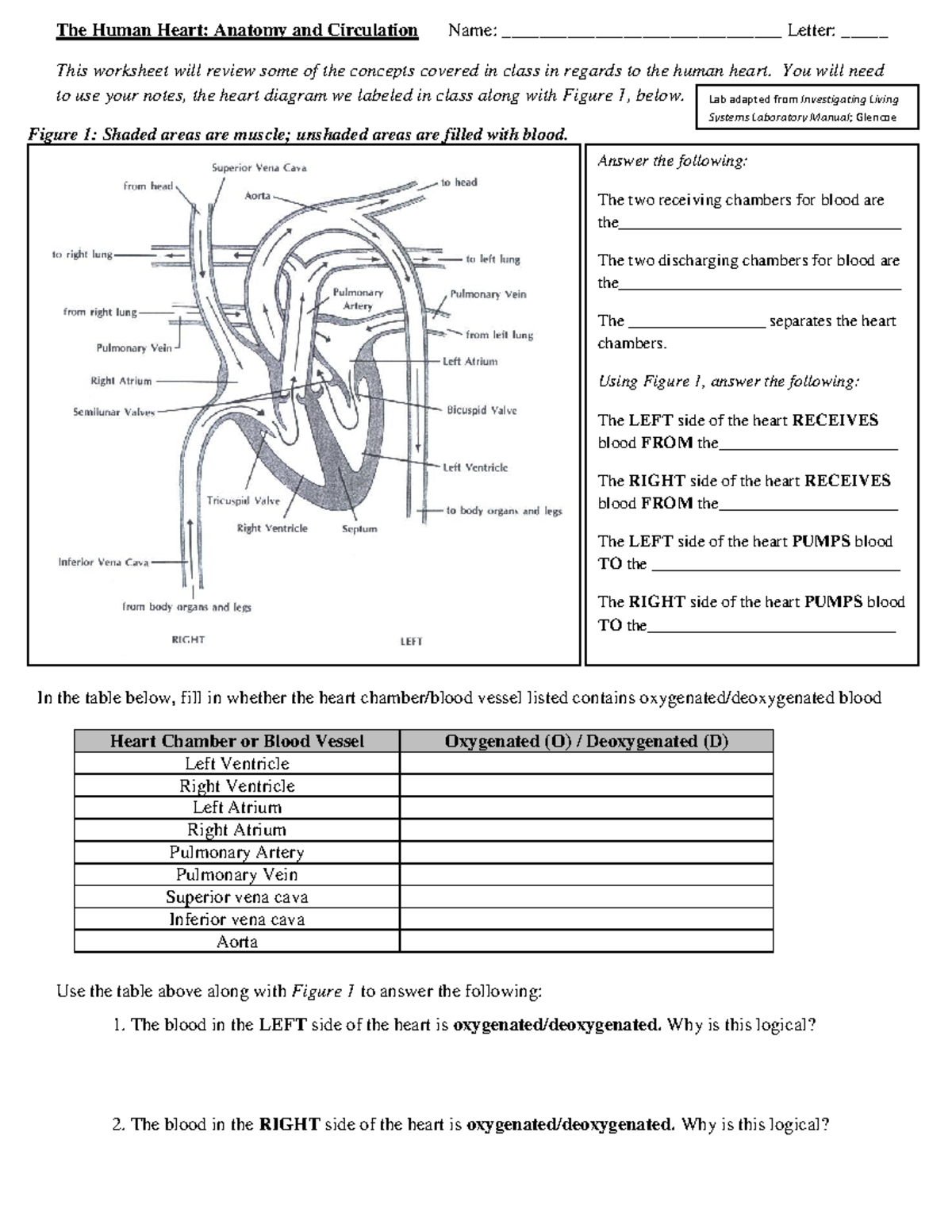 Heart and Blood Flow Worksheet: Anatomy and Circulation Review - Studocu