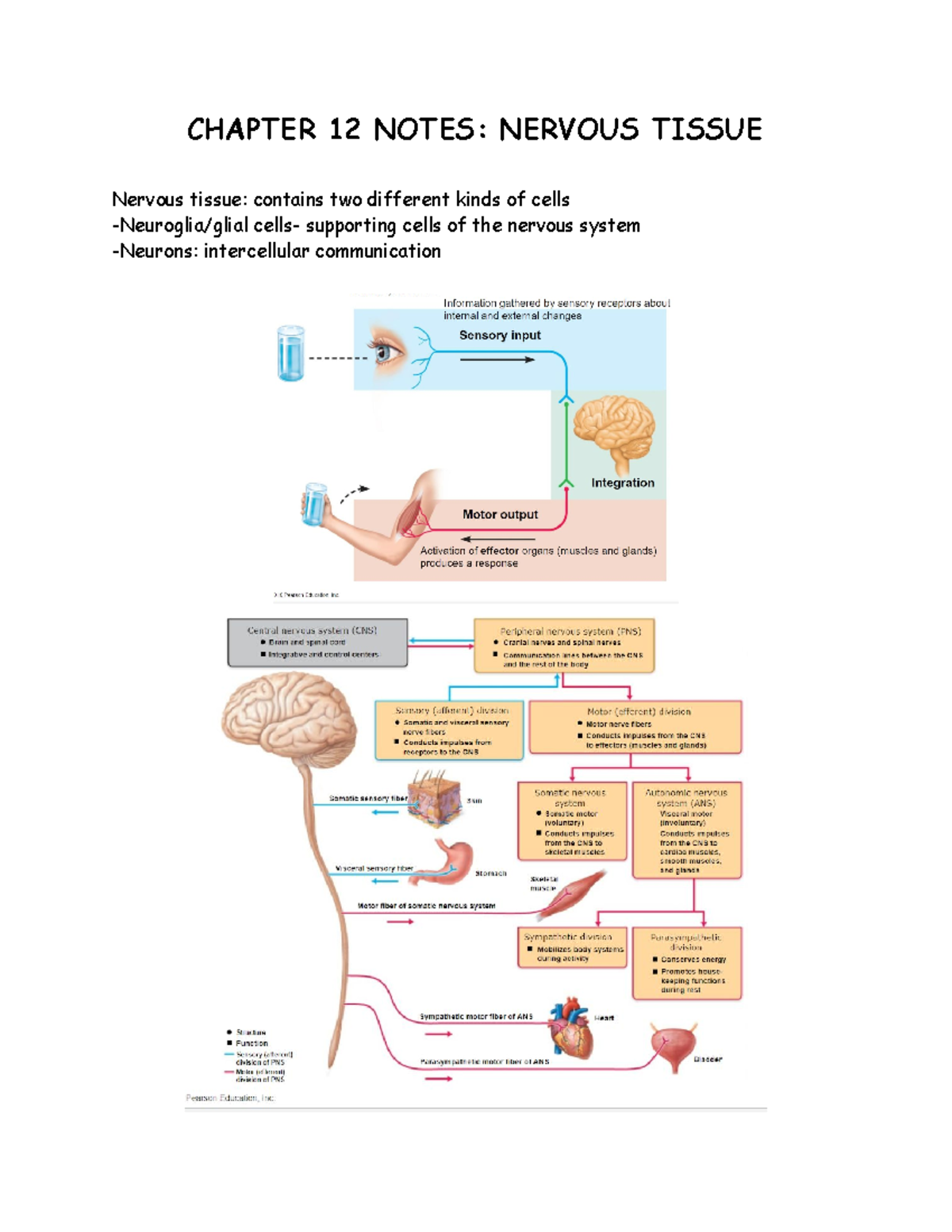 Chapter twelve anatomy notes - CHAPTER 12 NOTES: NERVOUS TISSUE Nervous ...