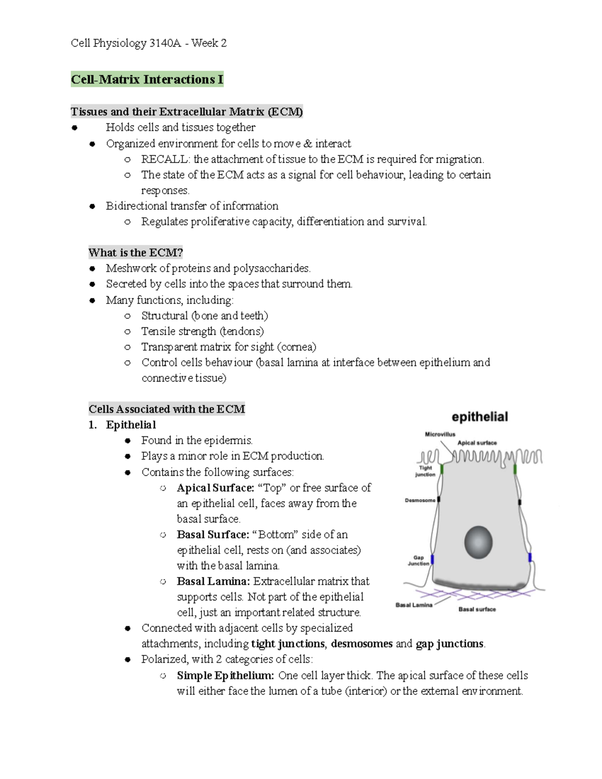 Cell Physiology 3140A Week 2: Interactions of Tissues & ECM - Studocu