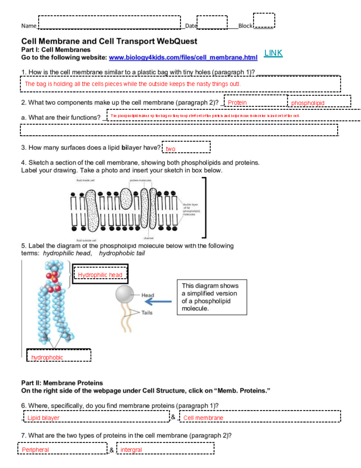 Webquest Cell Membrane and Transport - LINK The bag is holding all the ...