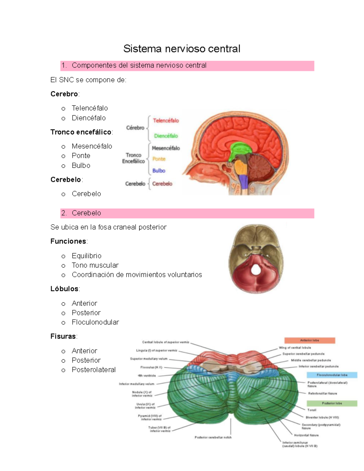 Anatomía del Sistema Nervioso Central: Componentes y Funciones - Studocu