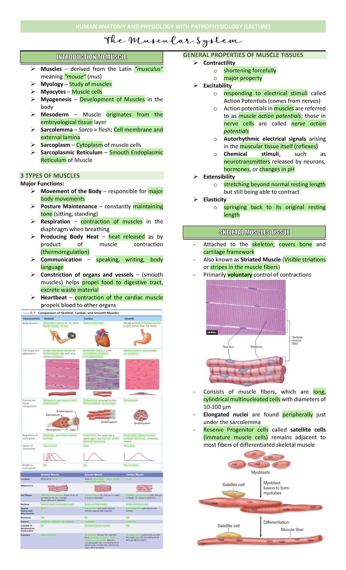 HUMAN ANATOMY AND PHYSIOLOGY WITH PATHOPHYSIOLOGY (LECTURE) MUSCLE ...