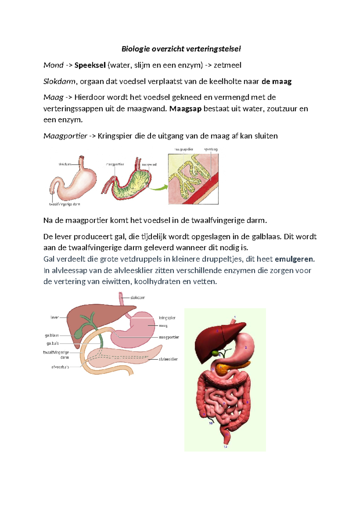 Biologie Overzicht Verteringstelsel + Samenvattingen - Studeersnel