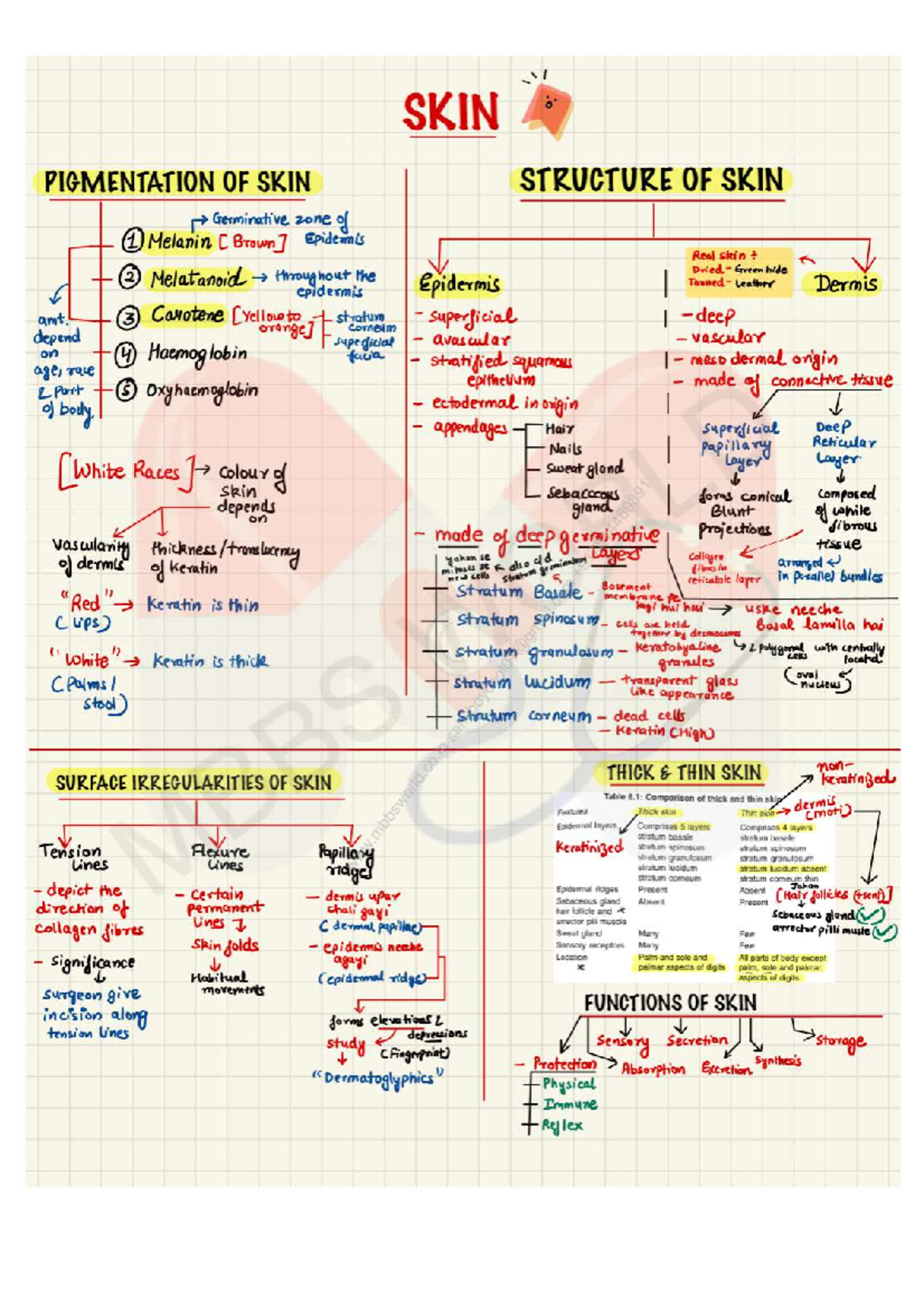 Skin and Fascia: Structure, Pigmentation, and Functions Study (BIO 101 ...