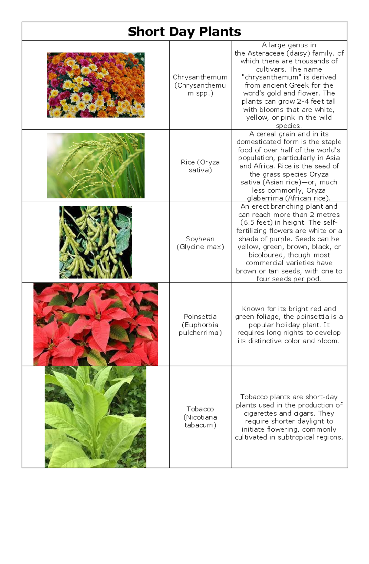Short Day Plants Overview: Chrysanthemum, Rice, Soybean, and More - Studocu