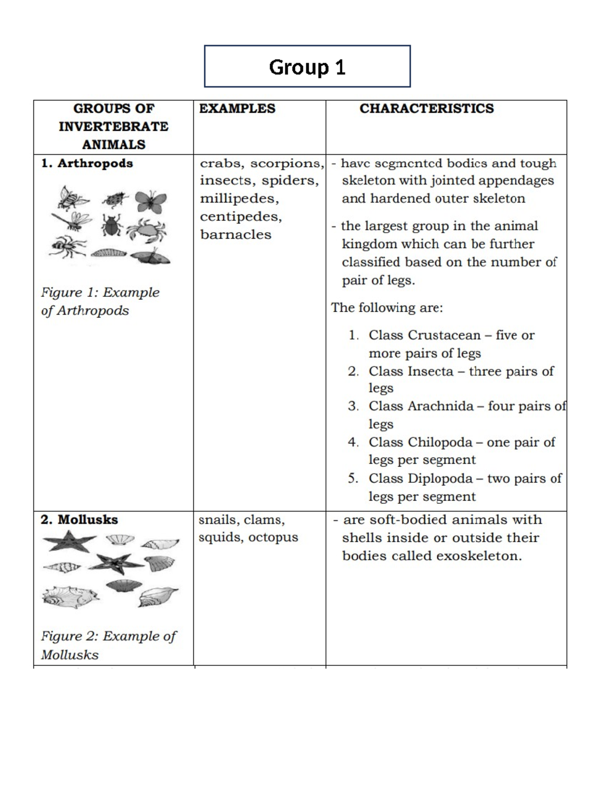 Information-sheet-invertebrates - Group 1 GROUPS OF EXAMPLES ...