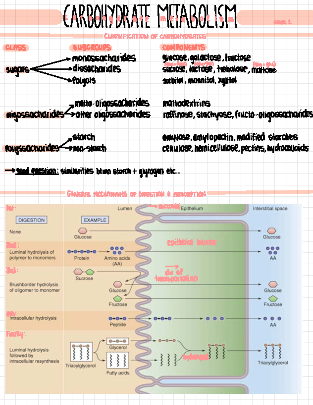Physiology 334 - Comprehensive Overview of Carbohydrate Metabolism ...
