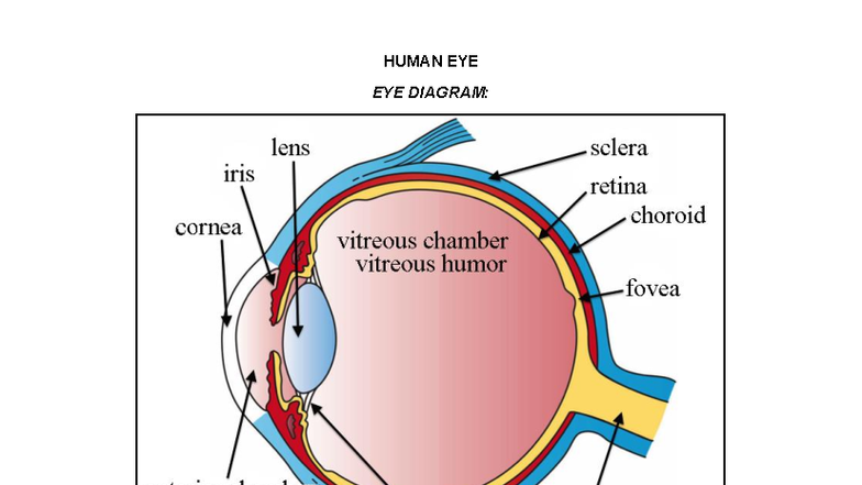 HUMAN EYE STRUCTURE & FUNCTION SUMMARY: SCLERA, CORNEA, RETINA - Studocu