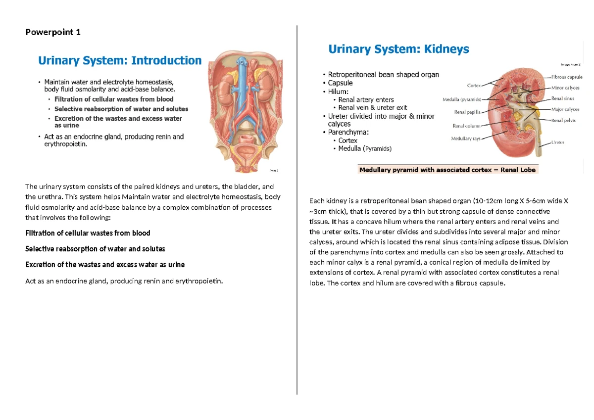Dermatome Map Poster - Figure 2: Keegan and Garrett’s dermatome map (7 ...