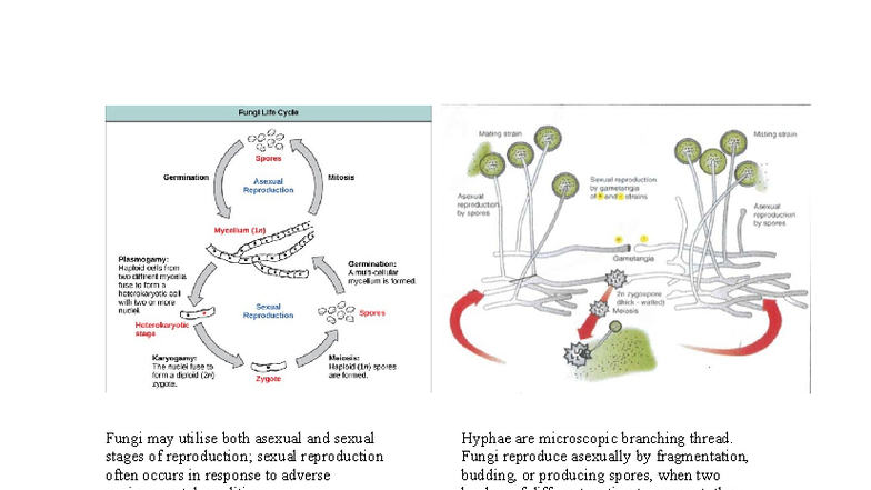 HSC Fungi Reproduction: Asexual & Sexual Mechanisms Explained - Studocu