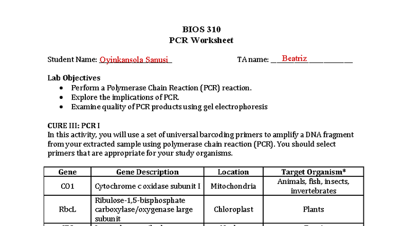BIOS 310 PCR Lab Worksheet: Amplification & Gel Analysis - Studocu