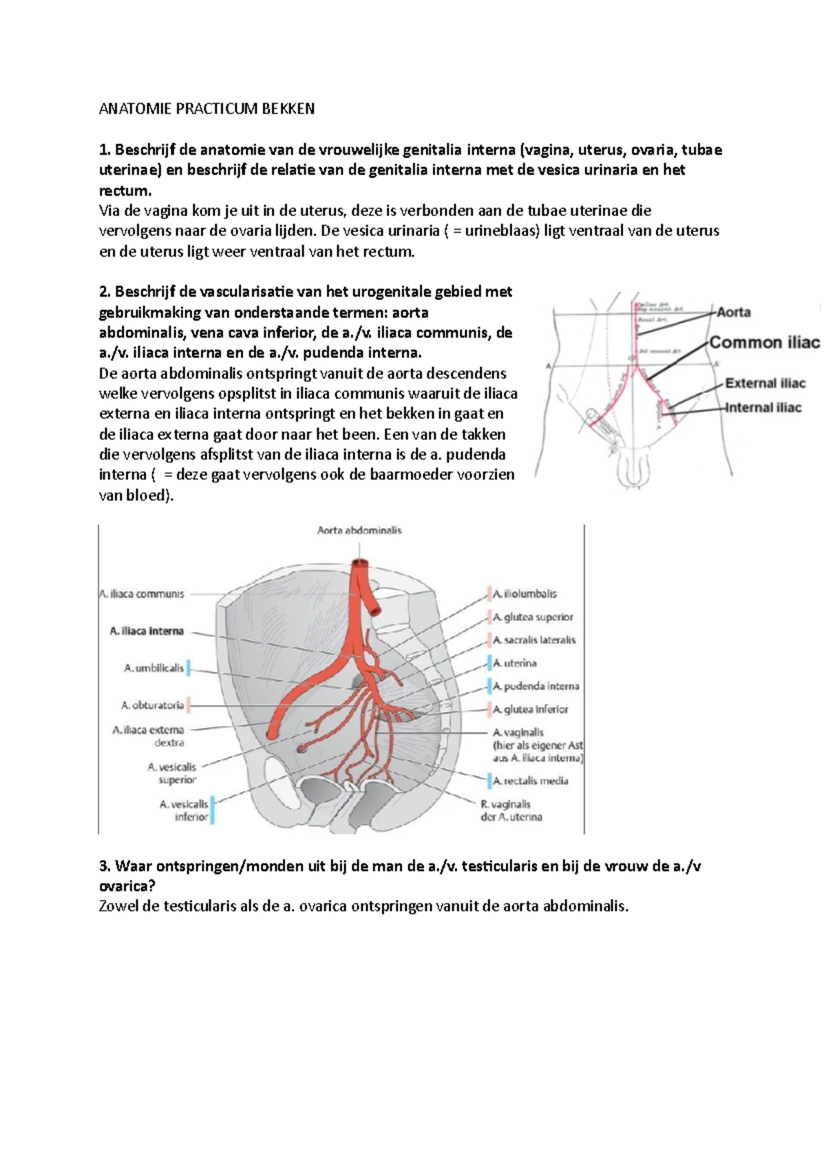 OVV2 Anatomiepracticum bekken - ANATOMIE PRACTICUM BEKKEN Beschrijf de ...