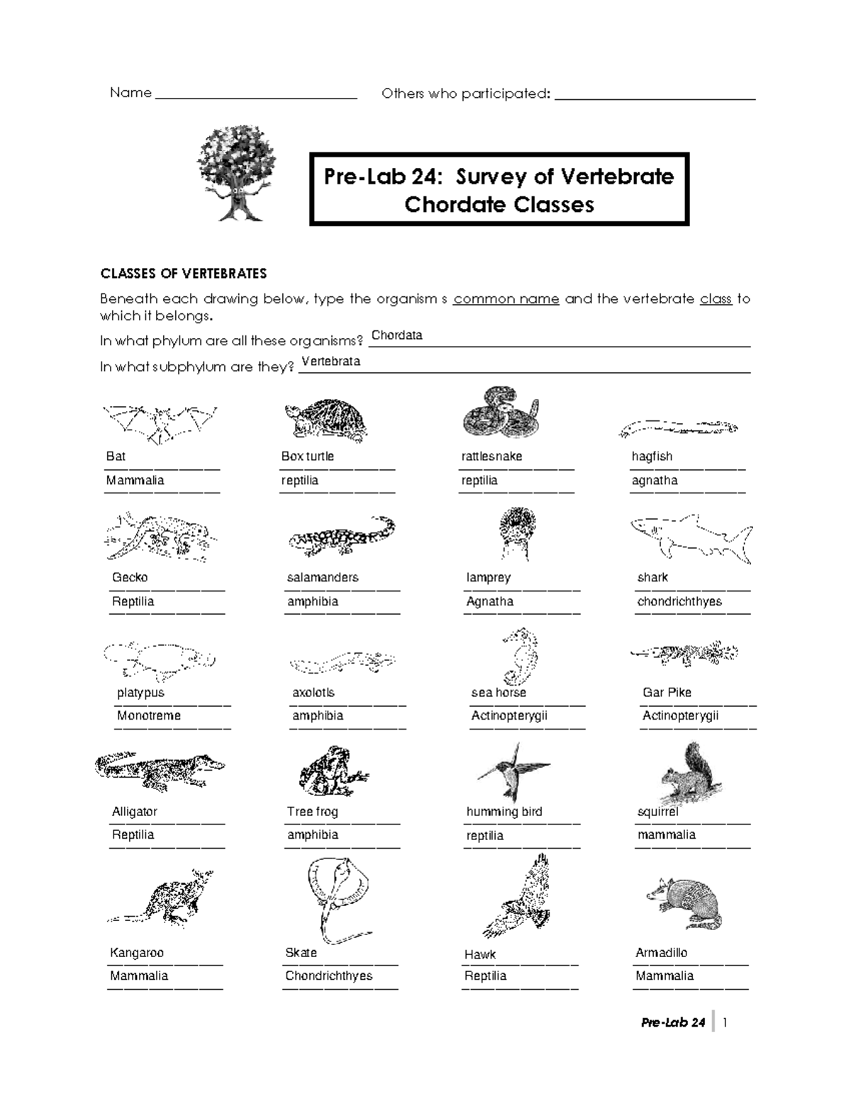 24a Prelab: Survey of Vertebrate Chordate Classes - Studocu